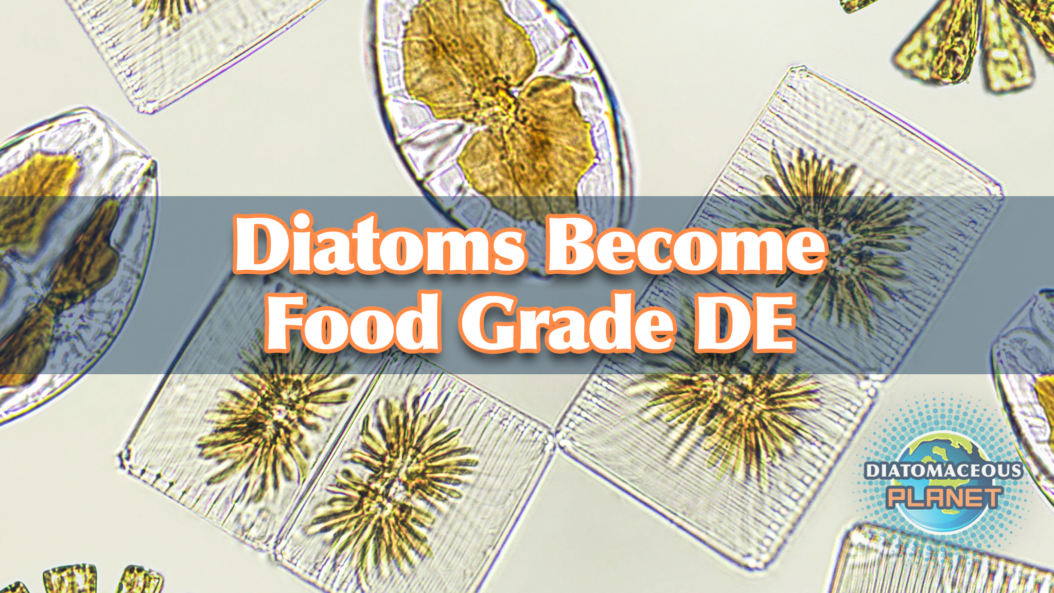 What is Diatomaceous Earth? | Diatomaceous Planet